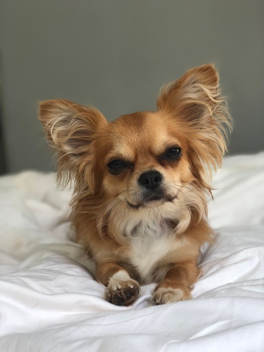 Les-aventures-de-migloo